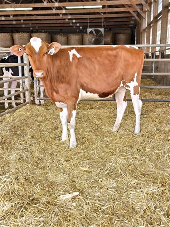 Country Club Sales - JEFFREY-WAY SPTY AUBURN-RED